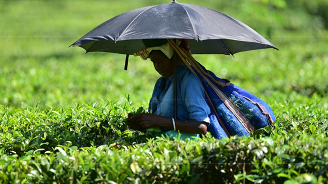Hindistan'da çay hasadı - Lotus News